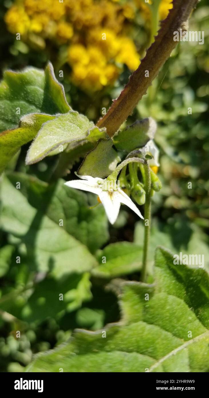 greenspot nightshade (Solanum douglasii Stock Photo - Alamy