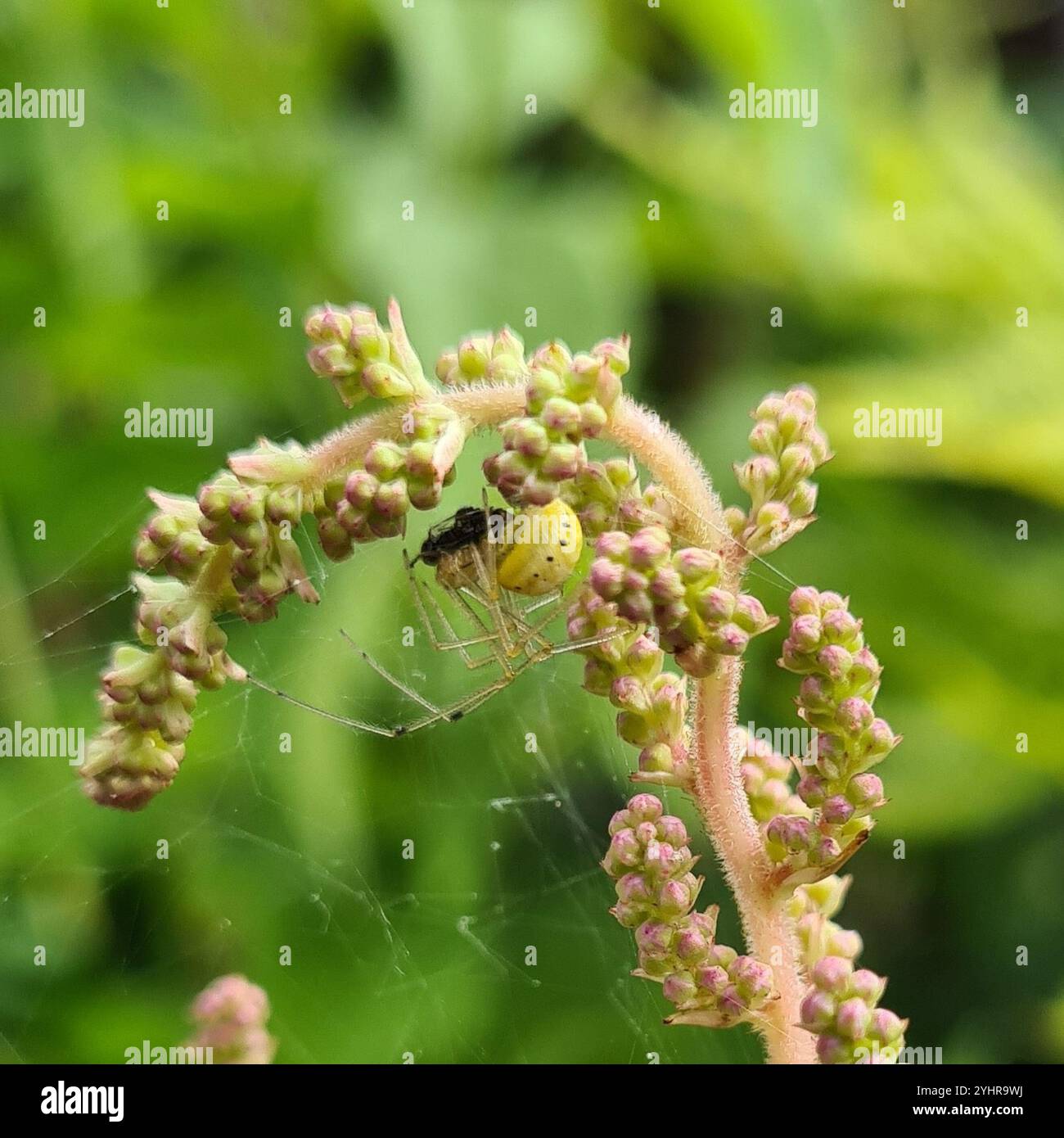Common candy-striped spider (Enoplognatha ovata Stock Photo - Alamy