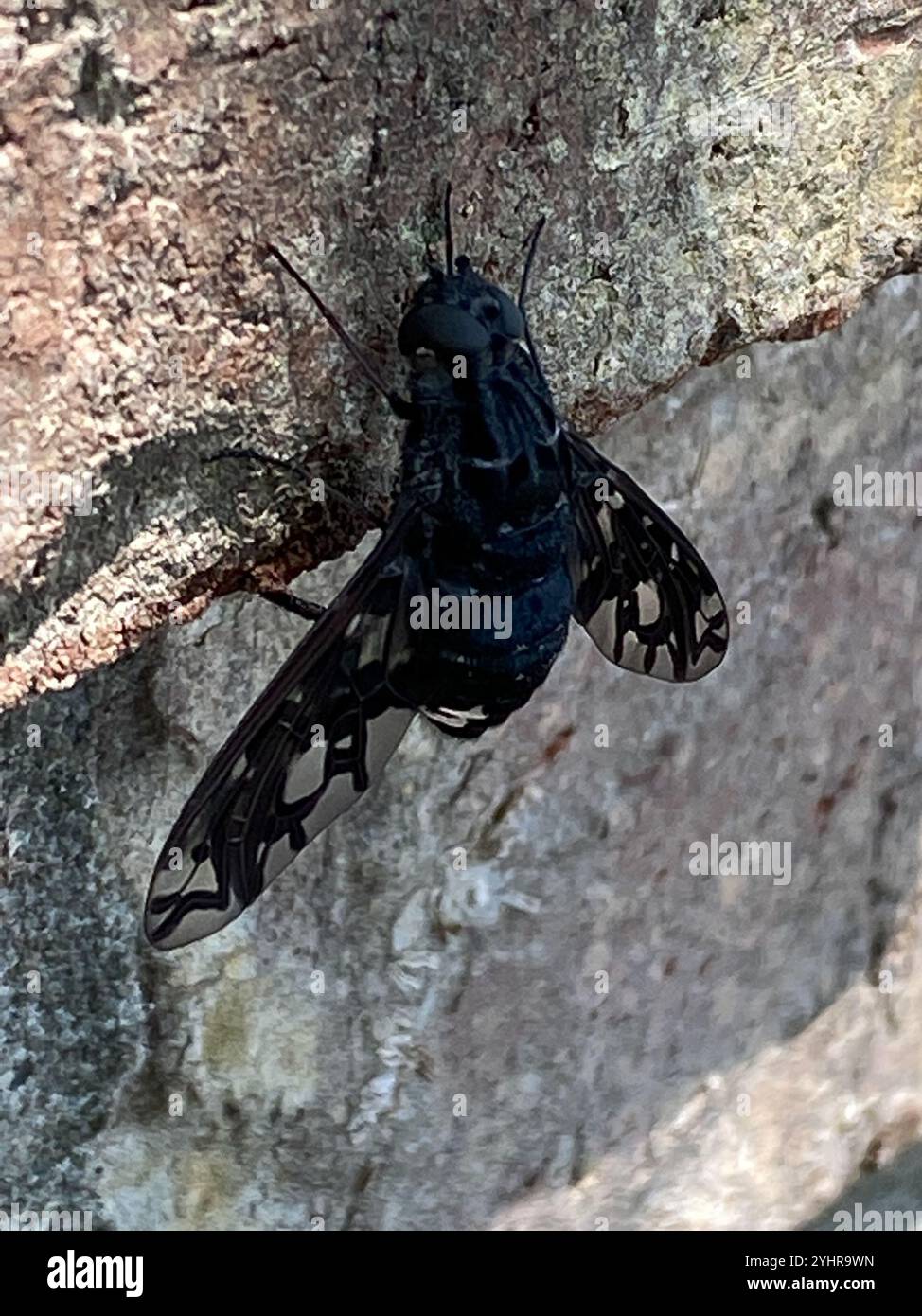 Xenox tigrinus hi-res stock photography and images - Alamy