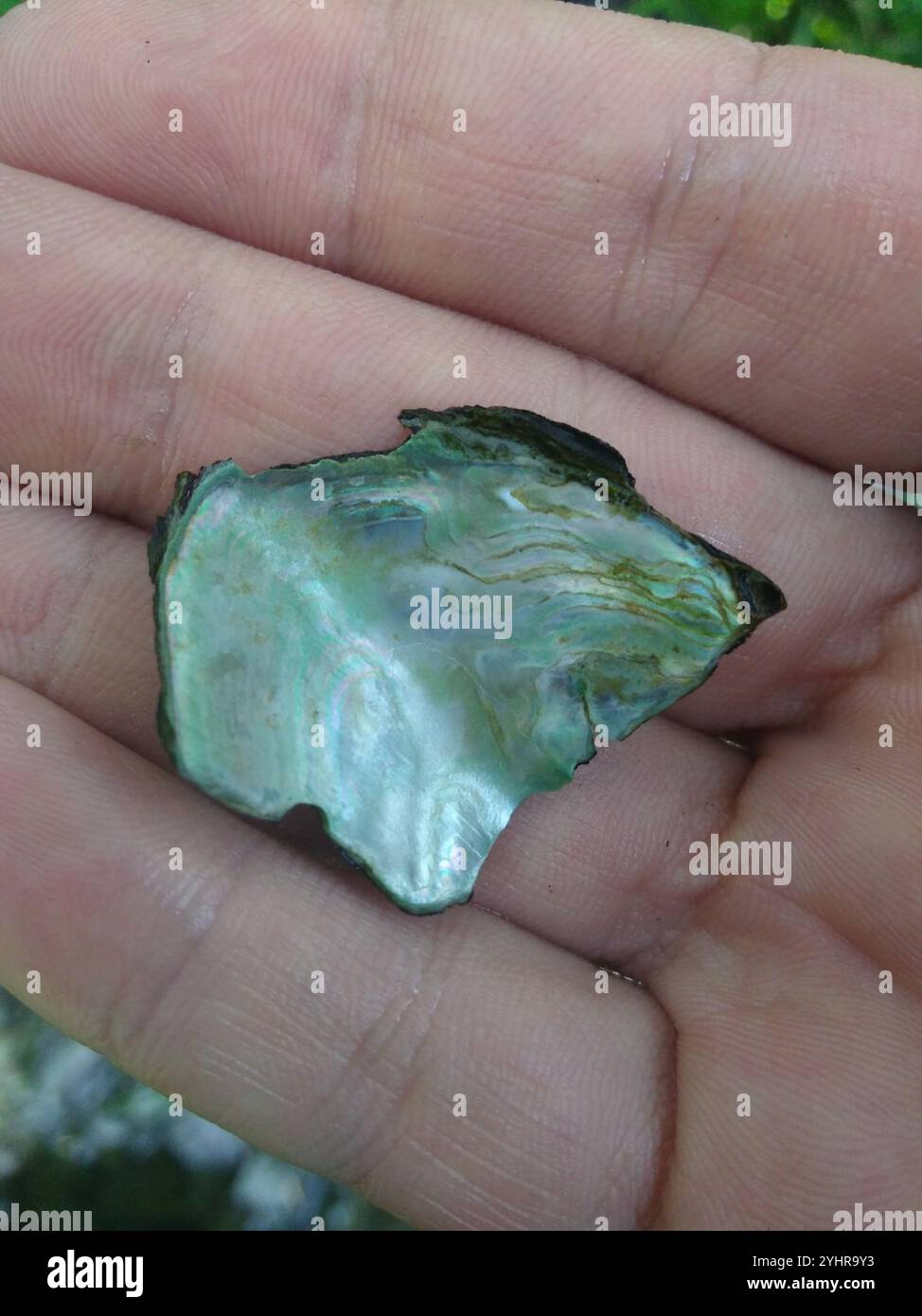 Western Ridged Mussel (Gonidea angulata Stock Photo - Alamy