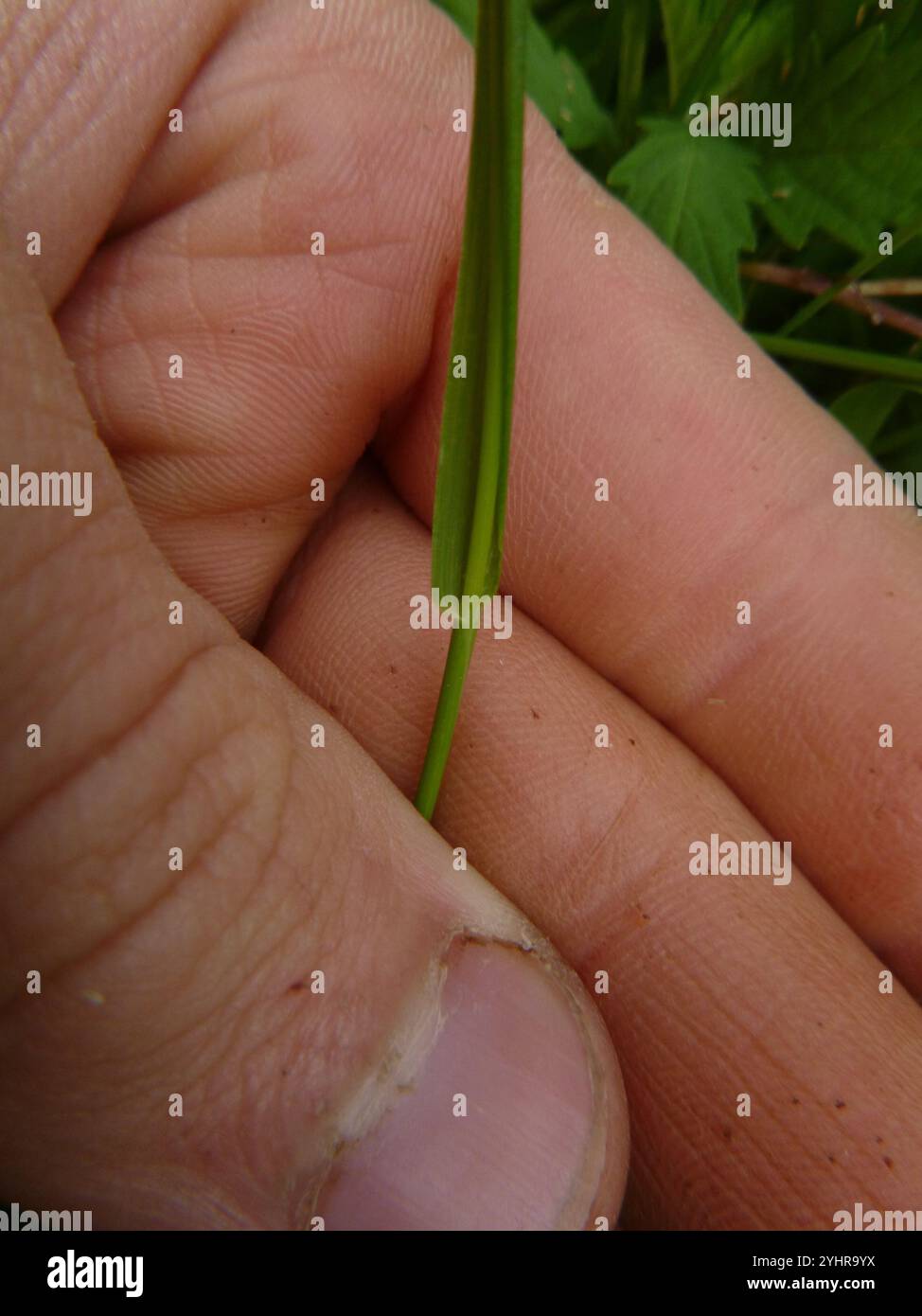 colonial bent (Agrostis capillaris Stock Photo - Alamy