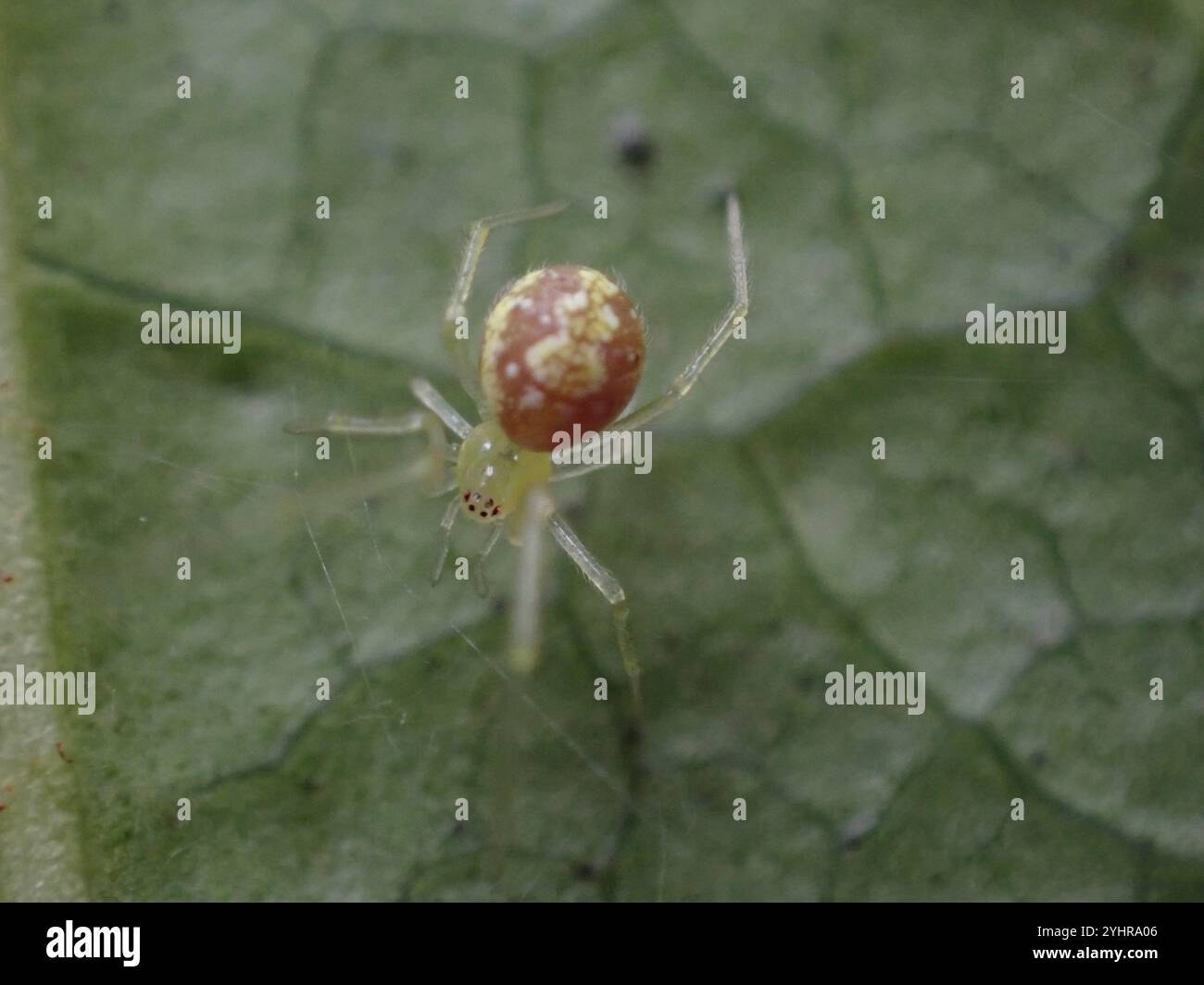 Comb-footed Spiders (Theridiidae Stock Photo - Alamy