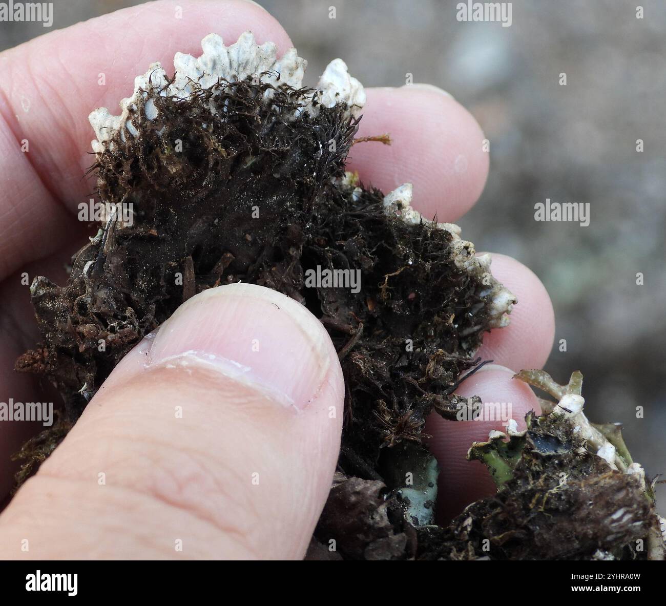ruffled freckled pelt lichen (Peltigera leucophlebia Stock Photo - Alamy