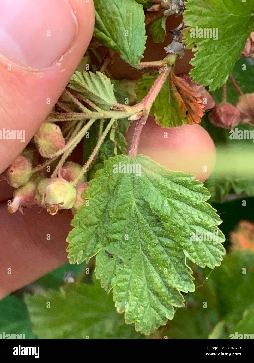 mallow-leaf ninebark (Physocarpus malvaceus Stock Photo - Alamy