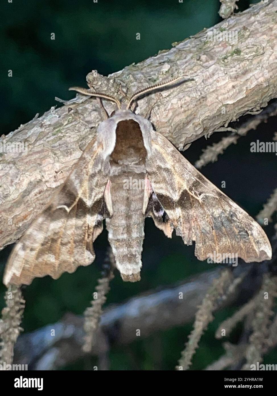 One-eyed Sphinx (Smerinthus cerisyi Stock Photo - Alamy