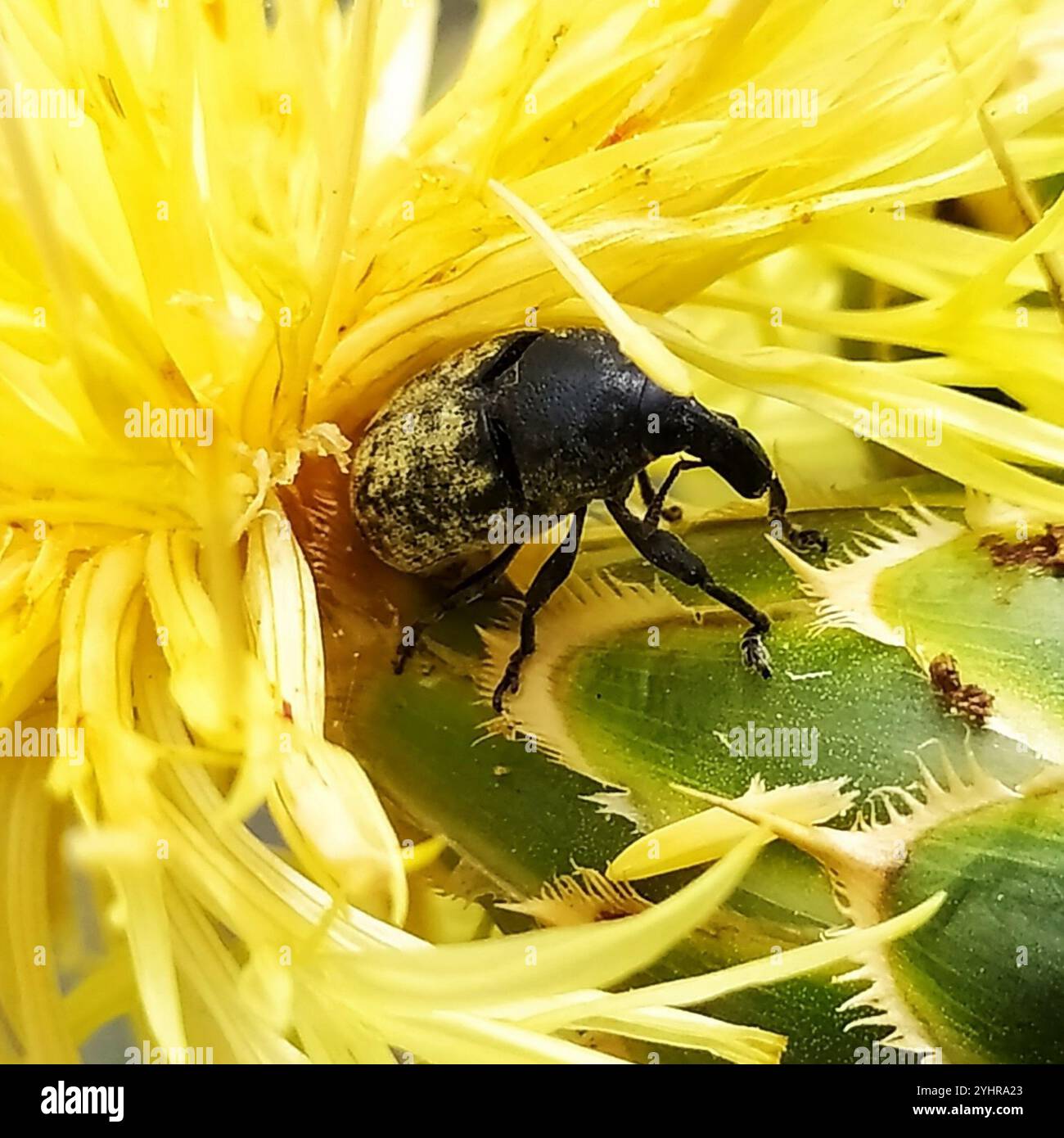 Canada Thistle Bud Weevil (Larinus carlinae Stock Photo - Alamy