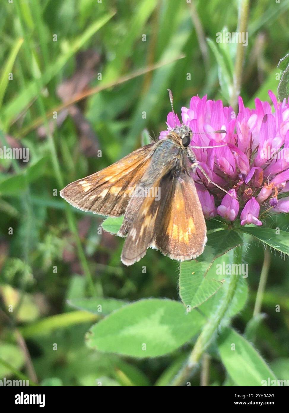 Long Dash (Polites mystic Stock Photo - Alamy
