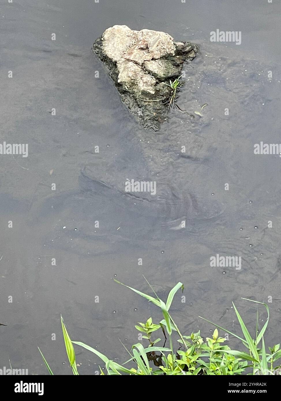 Channidae hi-res stock photography and images - Alamy