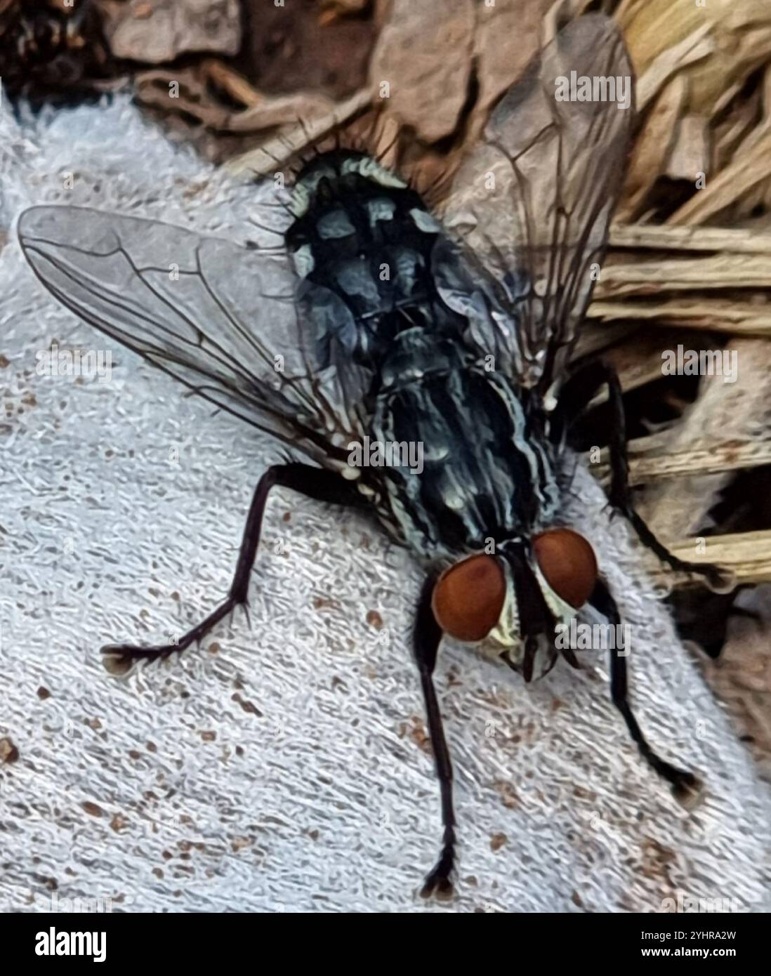 Common Flesh Flies (Sarcophaga Stock Photo - Alamy