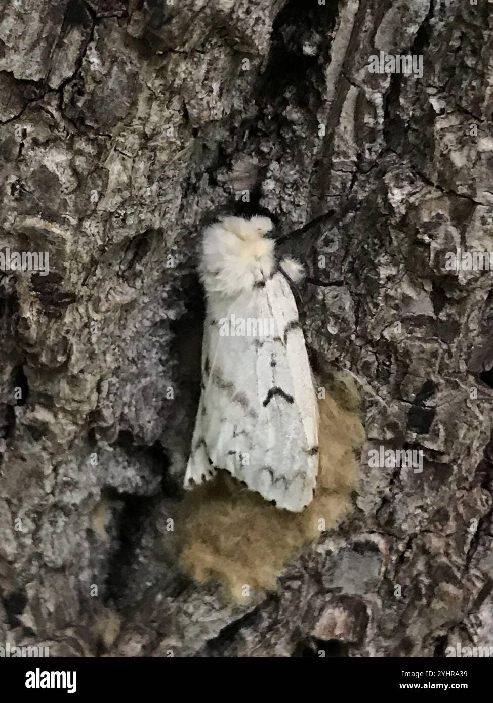 Spongy Moth (Lymantria dispar Stock Photo - Alamy