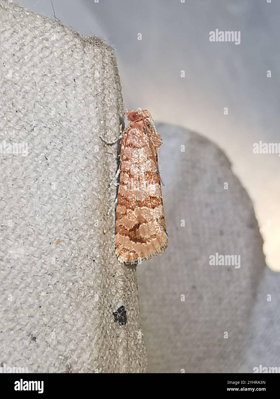 Orange pine tortrix hi-res stock photography and images - Alamy
