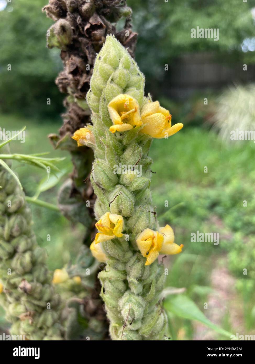 great mullein (Verbascum thapsus Stock Photo - Alamy