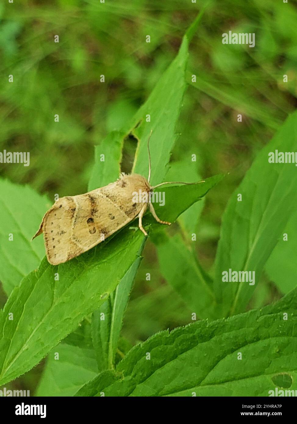 American Dun-bar Moth (Cosmia calami Stock Photo - Alamy
