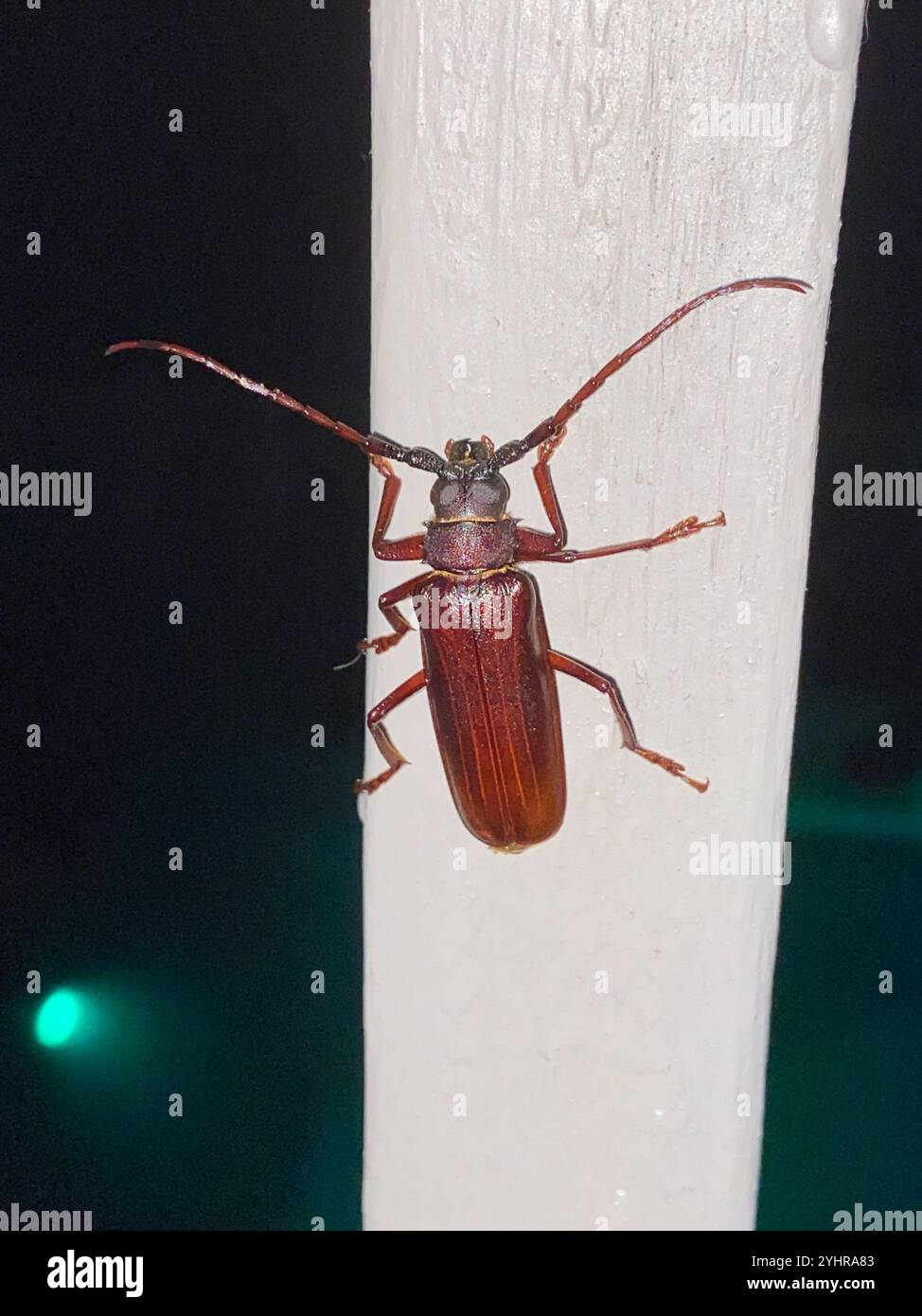 Brown Prionid (Orthosoma brunneum Stock Photo - Alamy