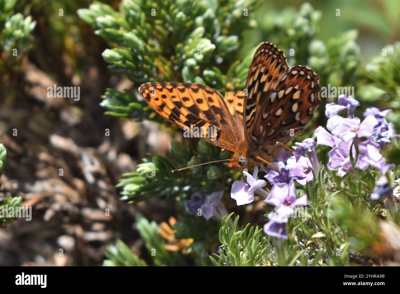 Hydaspe fritillary hi-res stock photography and images - Alamy