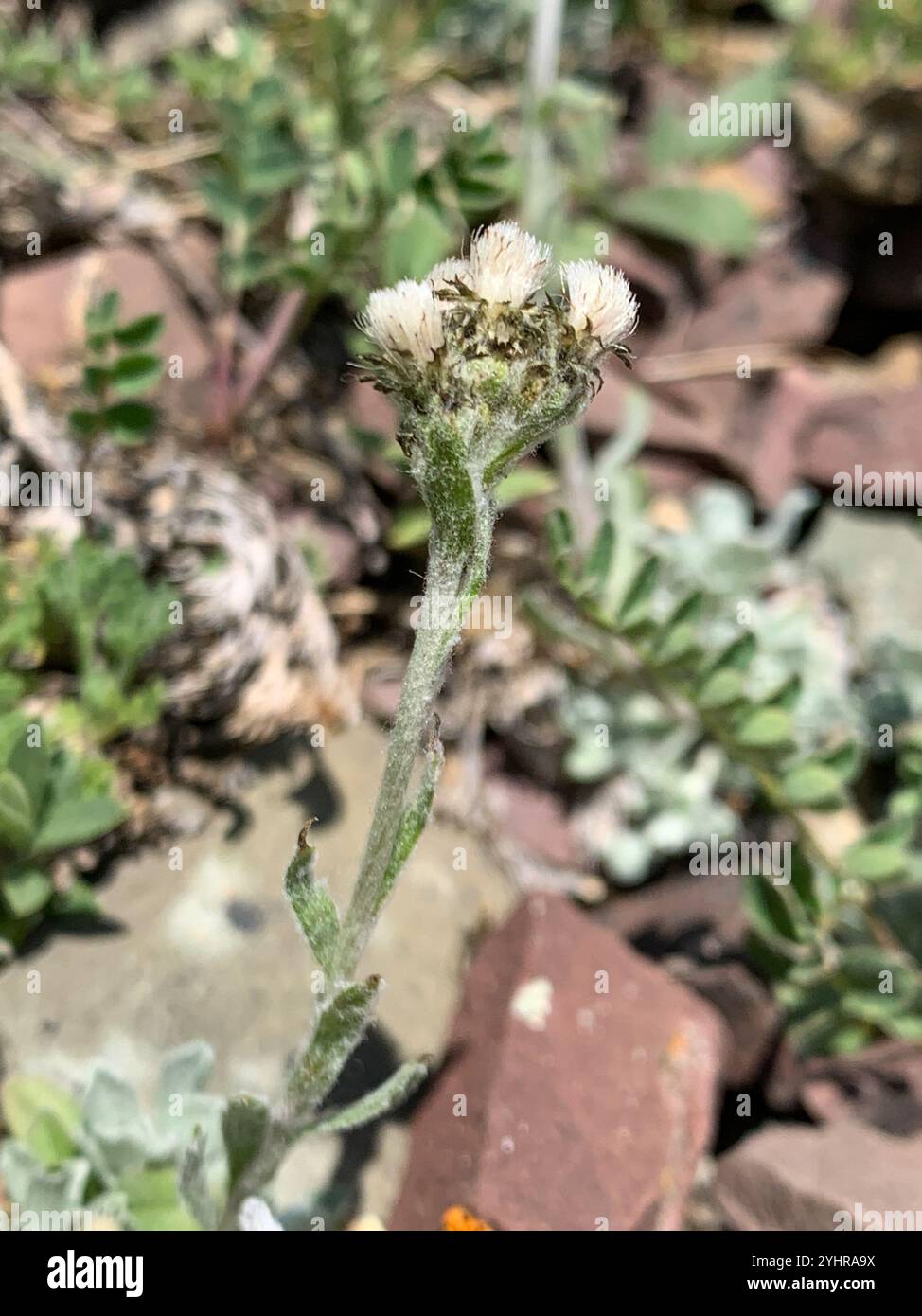 Alpine Pussytoes (Antennaria alpina Stock Photo - Alamy
