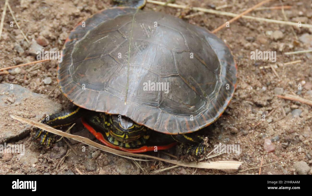 Painted Turtle (Chrysemys picta Stock Photo - Alamy
