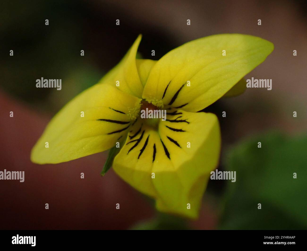 stream violet (Viola glabella Stock Photo - Alamy