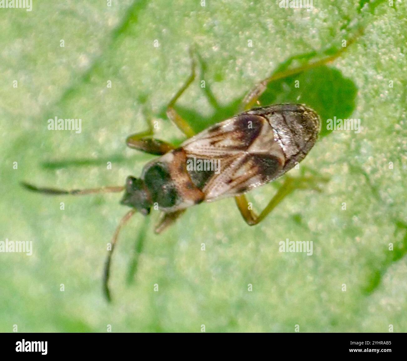 Thomson's groundbug (Scolopostethus thomsoni Stock Photo - Alamy
