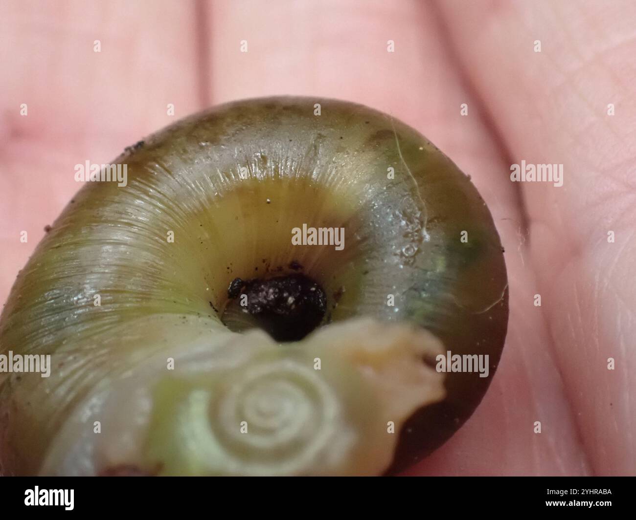Robust Lancetooth Snail (Haplotrema vancouverense Stock Photo - Alamy