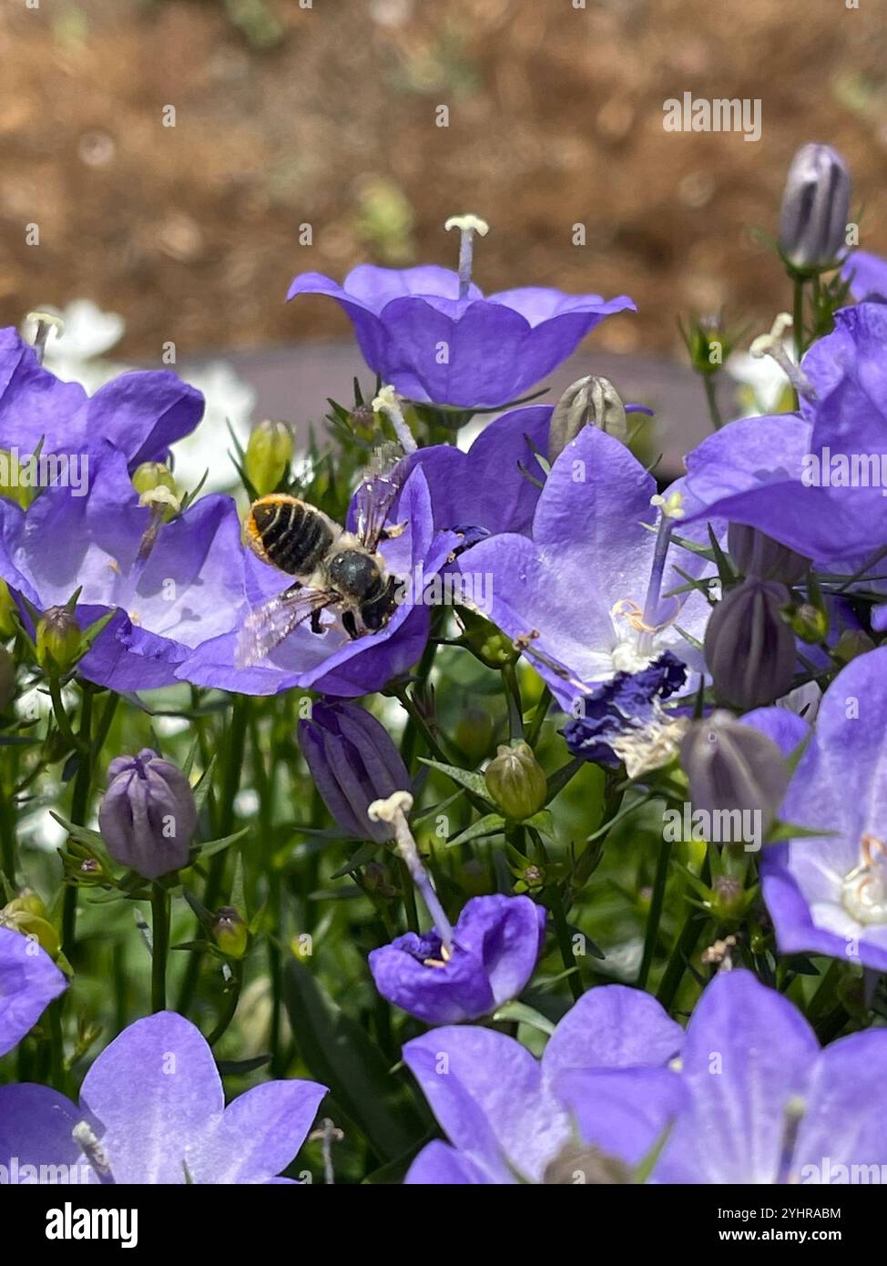 Western Leafcutter Bee (Megachile perihirta Stock Photo - Alamy