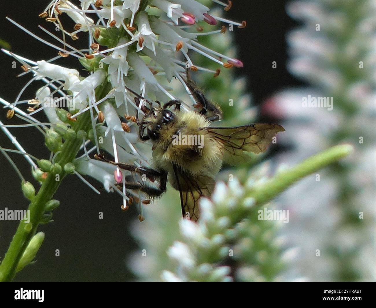 Two-spotted Bumble Bee (Bombus bimaculatus Stock Photo - Alamy