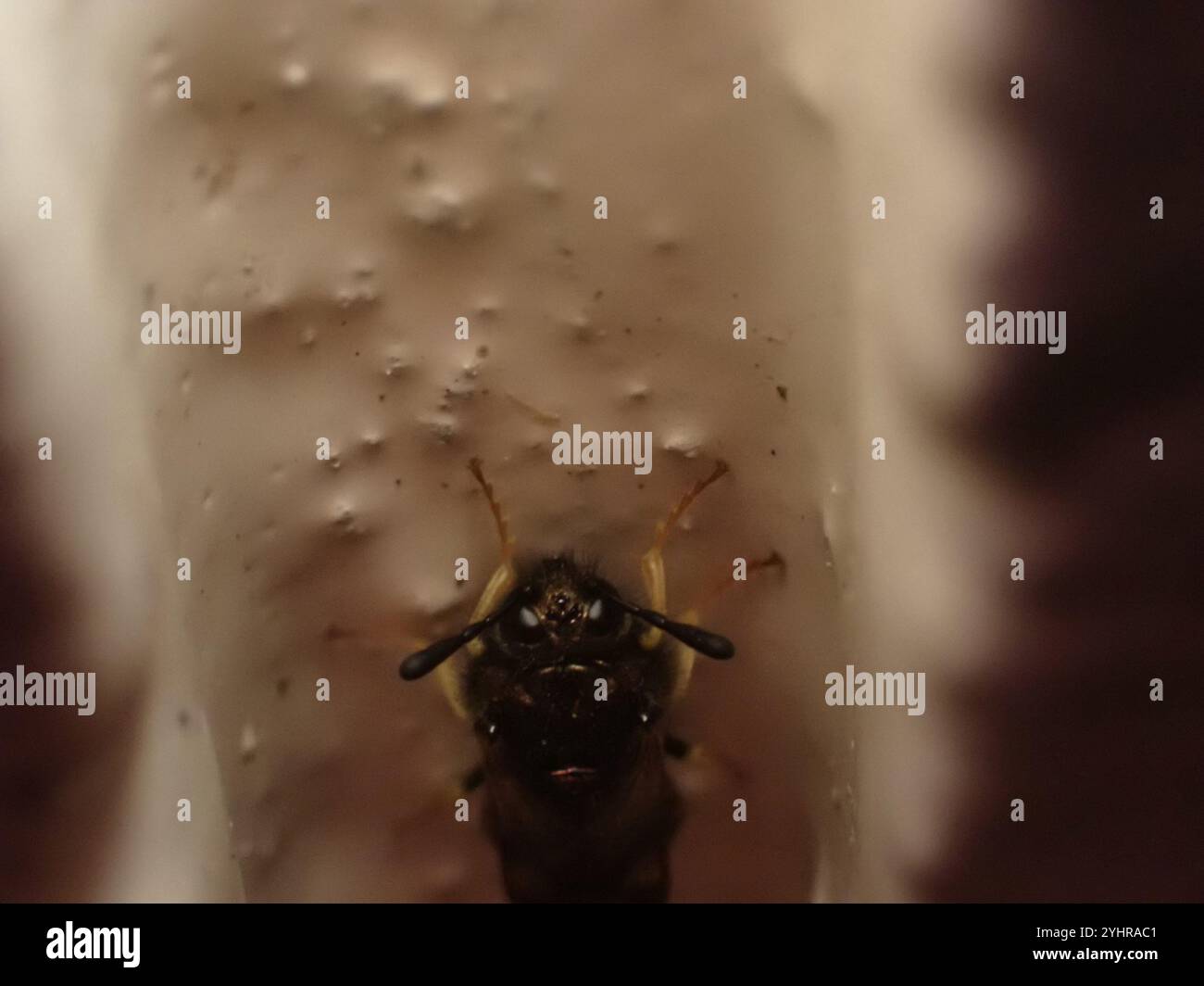 Club-horned Sawflies (Cimbicidae Stock Photo - Alamy