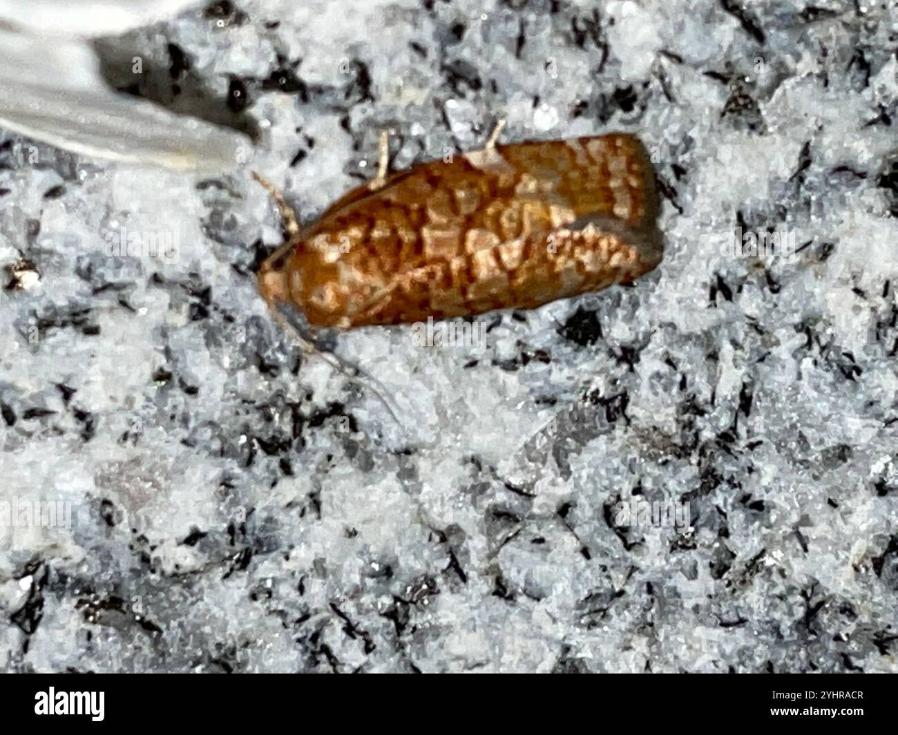 Jack Pine Budworm Moth (Choristoneura pinus Stock Photo - Alamy