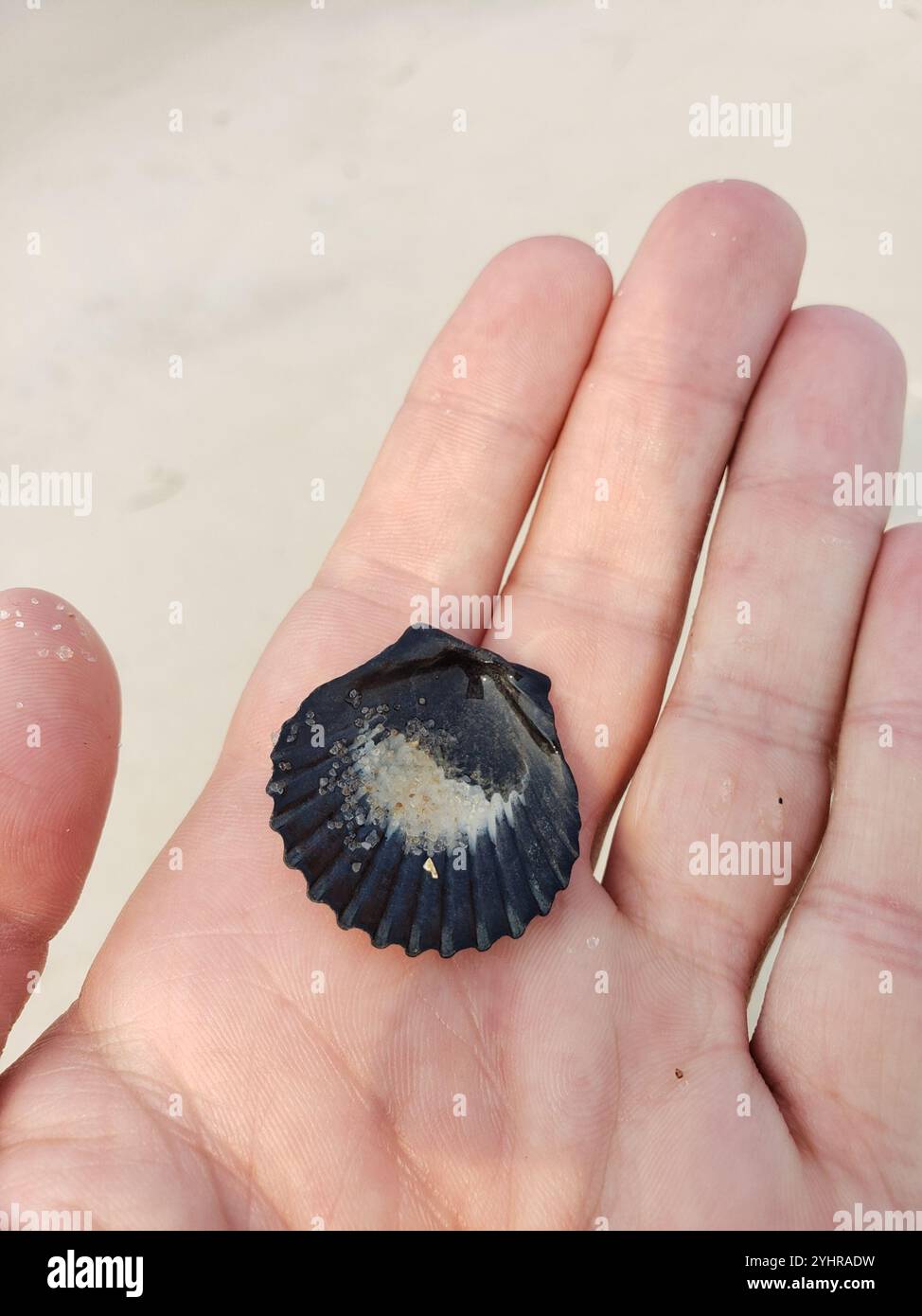 Atlantic Bay Scallop (Argopecten irradians Stock Photo - Alamy
