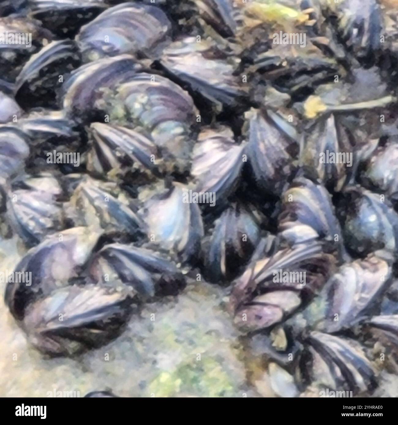 True Mussels (Mytilidae Stock Photo - Alamy