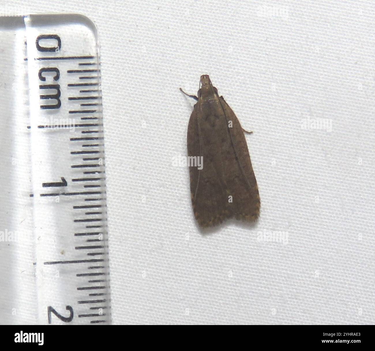 Curved-horn Moths (Gelechioidea Stock Photo - Alamy