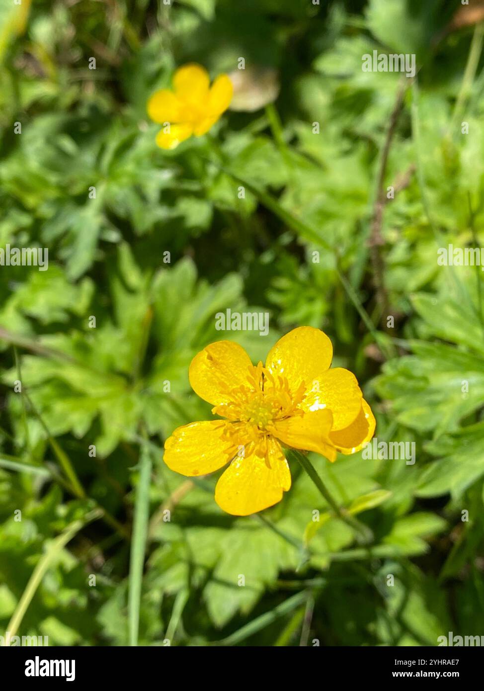 Creeping buttercup (Ranunculus repens Stock Photo - Alamy
