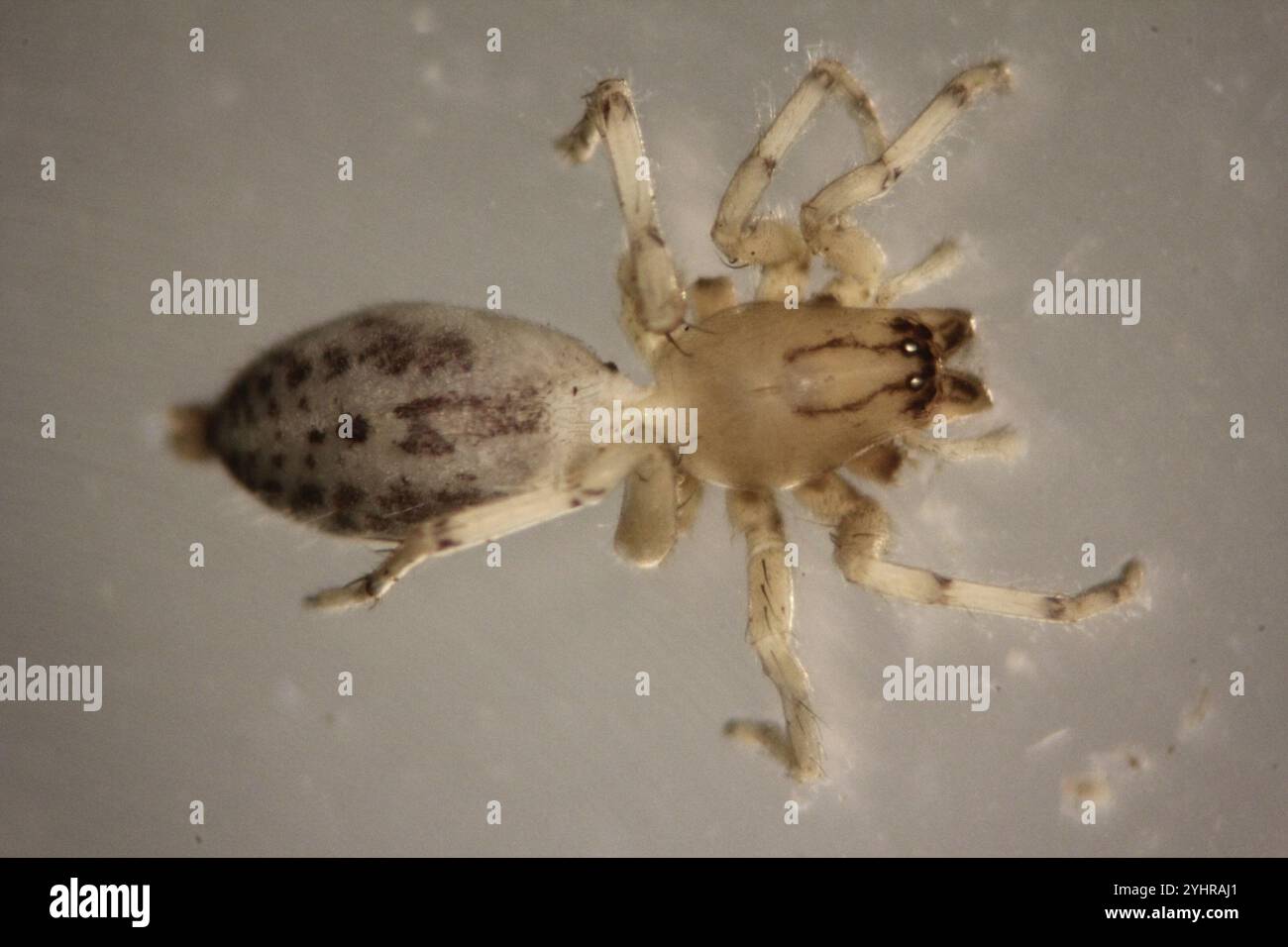 Leafcurling Sac Spiders (Clubiona Stock Photo - Alamy