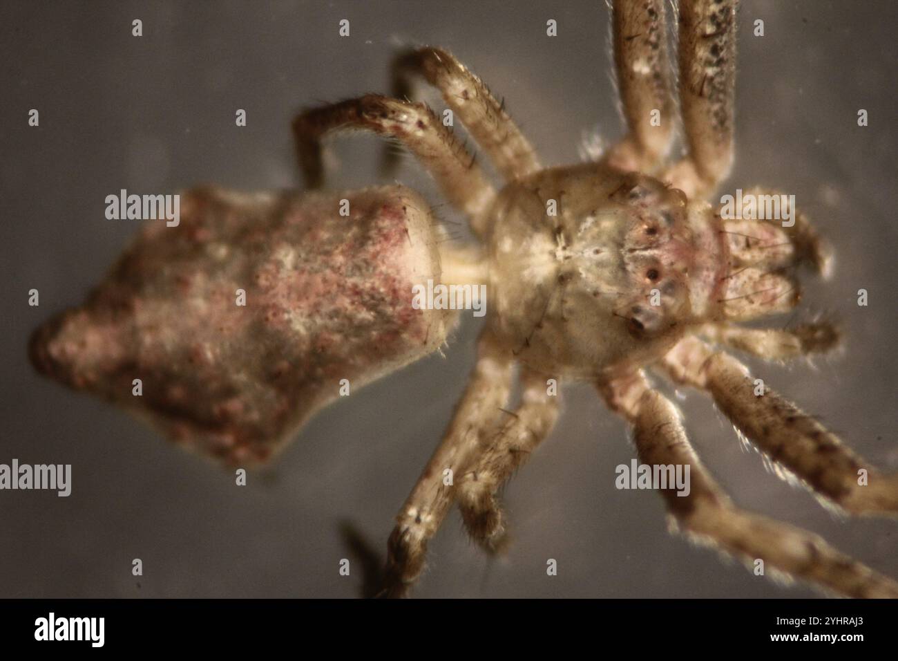 Octopus Spiders (Tmarus Stock Photo - Alamy