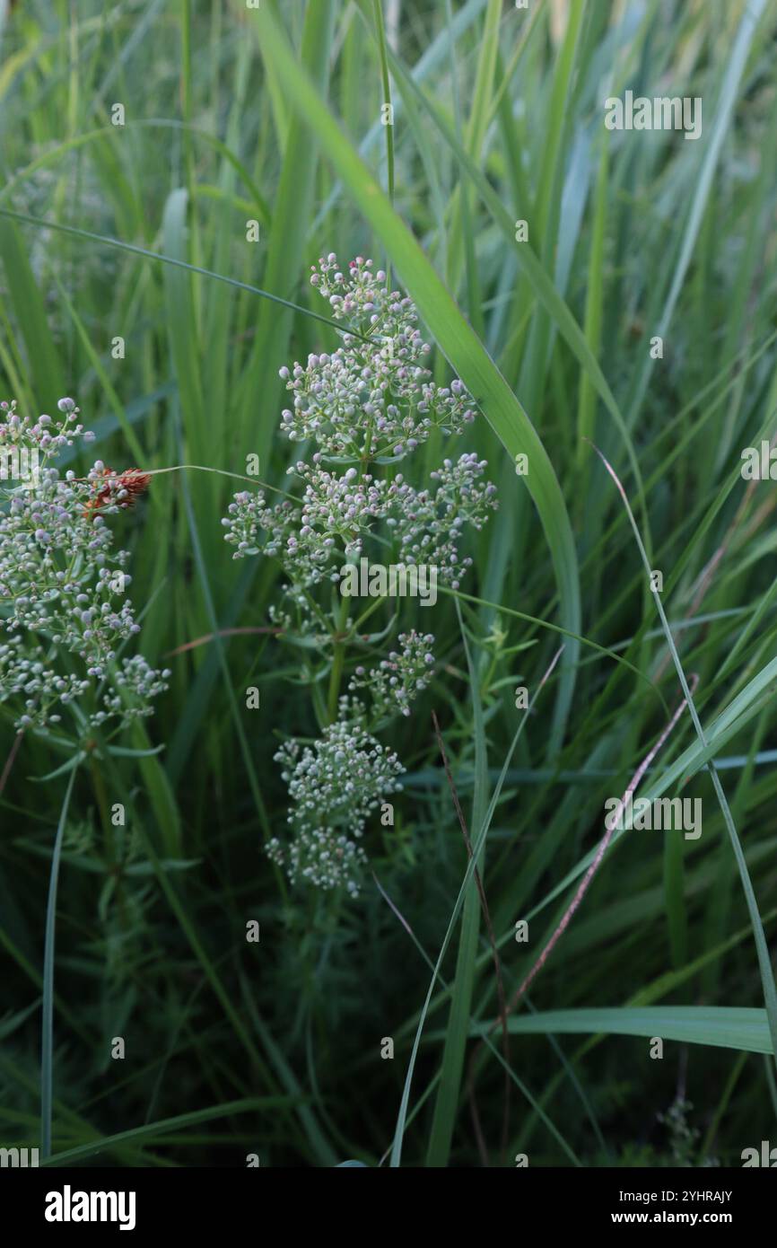 Northern Bedstraw (Galium boreale Stock Photo - Alamy