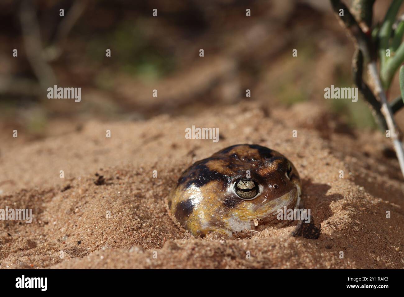 Namaqua Rain Frog (Breviceps namaquensis Stock Photo - Alamy
