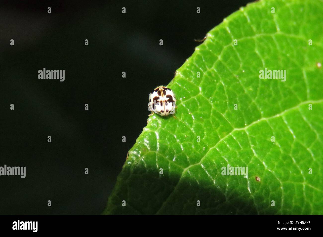 Western Fairy Lady Beetle (Psyllobora borealis Stock Photo - Alamy