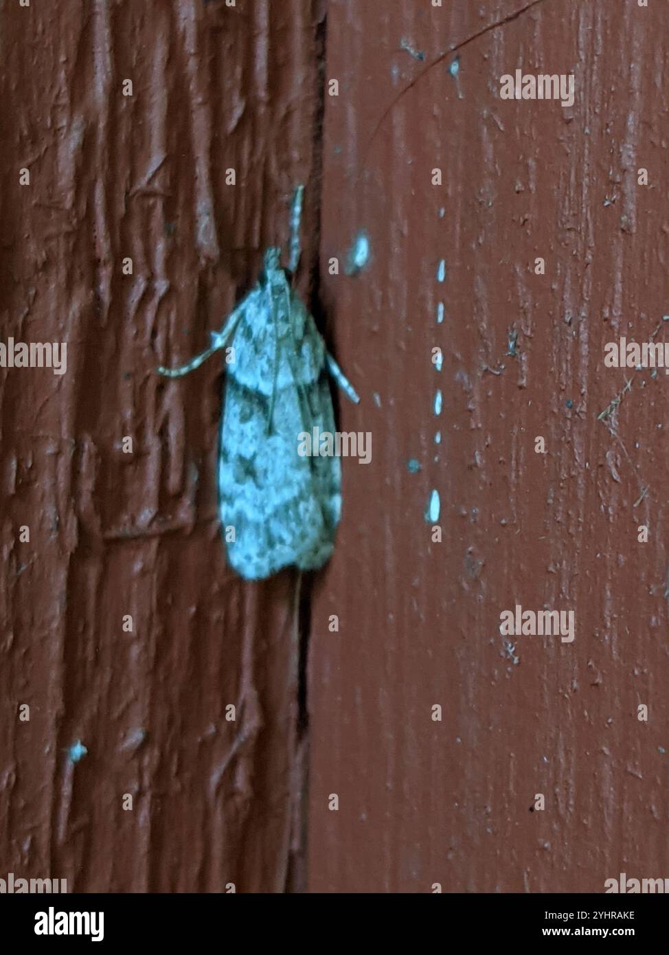 Double-striped Scoparia Moth (Scoparia biplagialis Stock Photo - Alamy