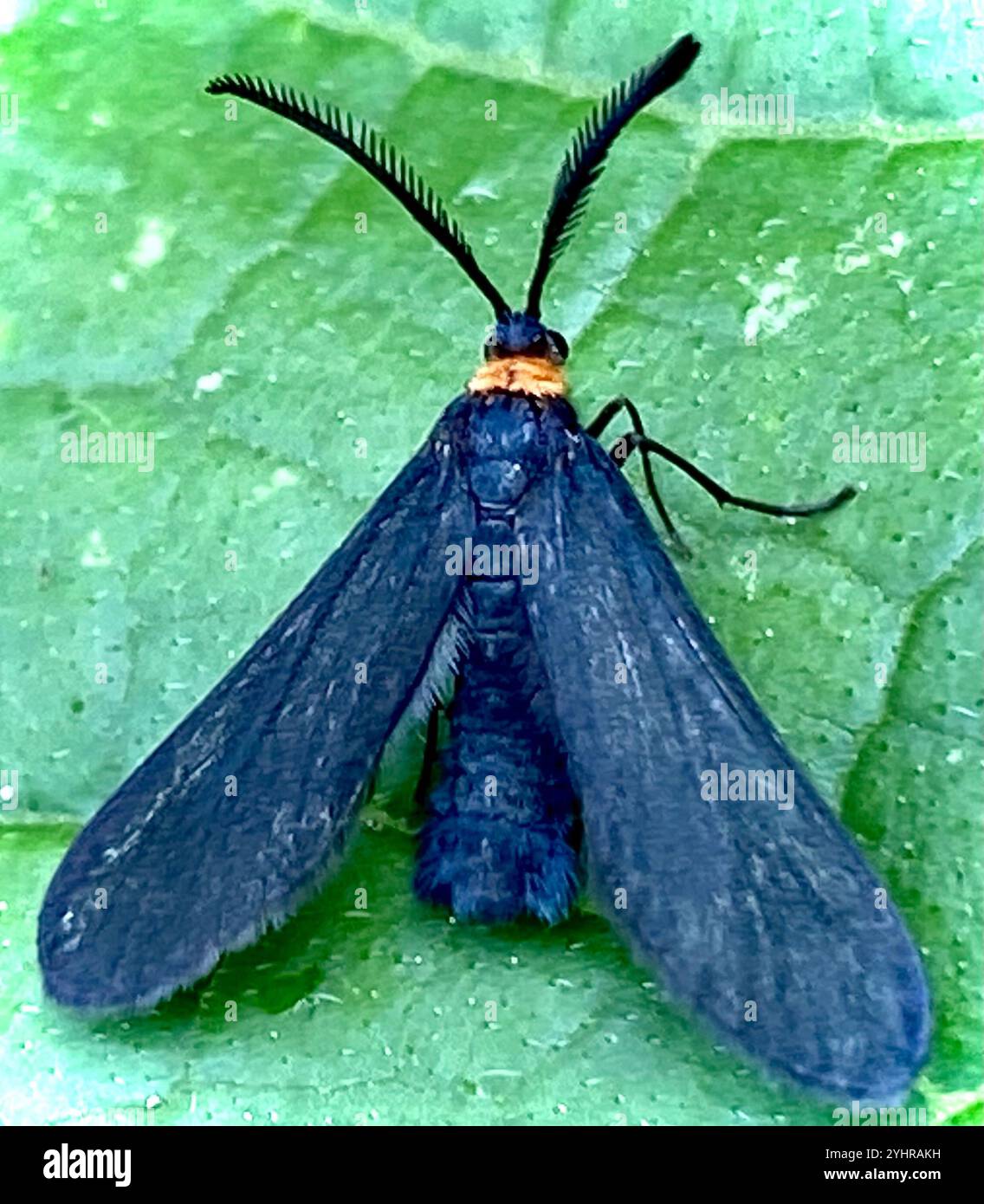 Grapeleaf Skeletonizer Moth (Harrisina americana Stock Photo - Alamy