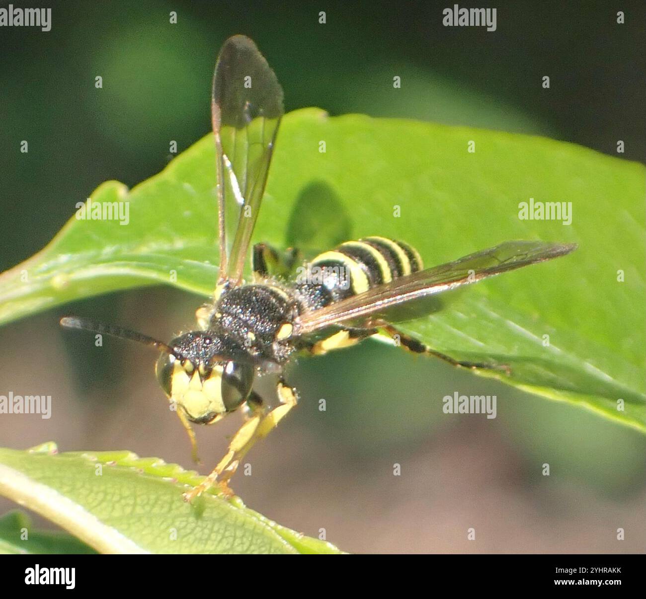 Typical Weevil Wasps and Allies (Cerceris Stock Photo - Alamy