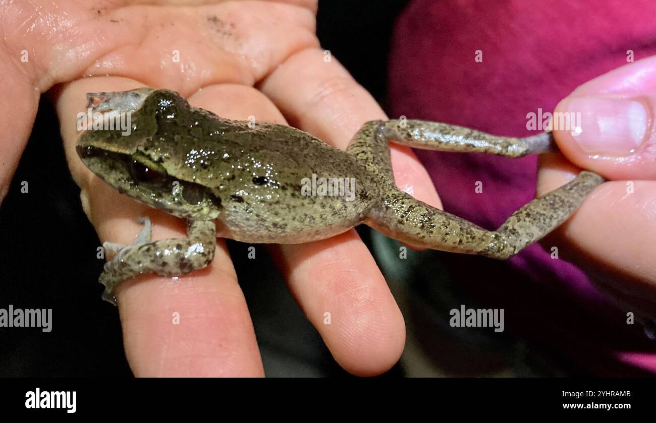 Craugastor raniformis hi-res stock photography and images - Alamy