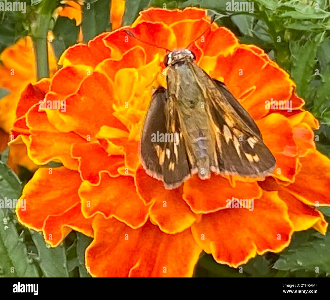 Huron Sachem (Atalopedes huron Stock Photo - Alamy