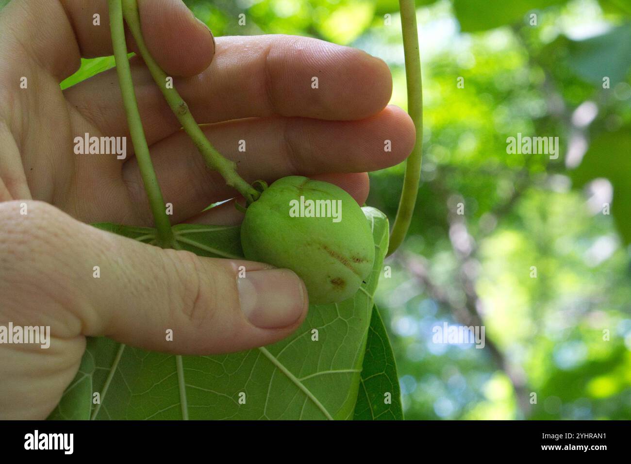 Barbados Nut (Jatropha curcas Stock Photo - Alamy