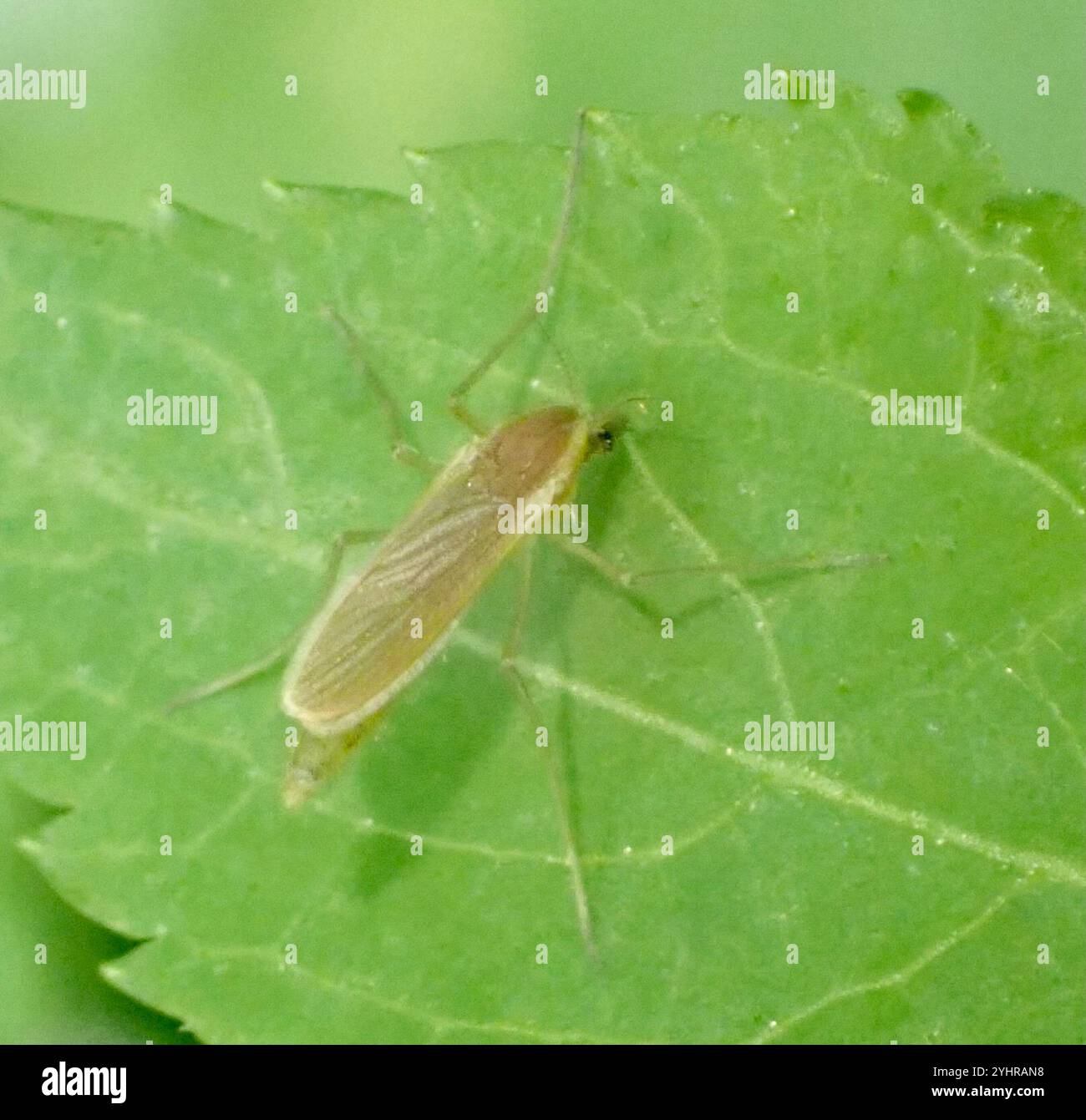 Phantom Midges (Chaoboridae Stock Photo - Alamy