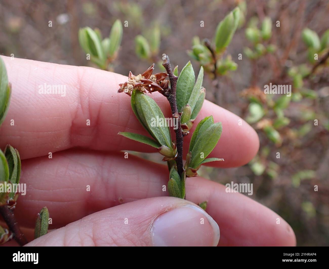 bog myrtle (Myrica gale Stock Photo - Alamy