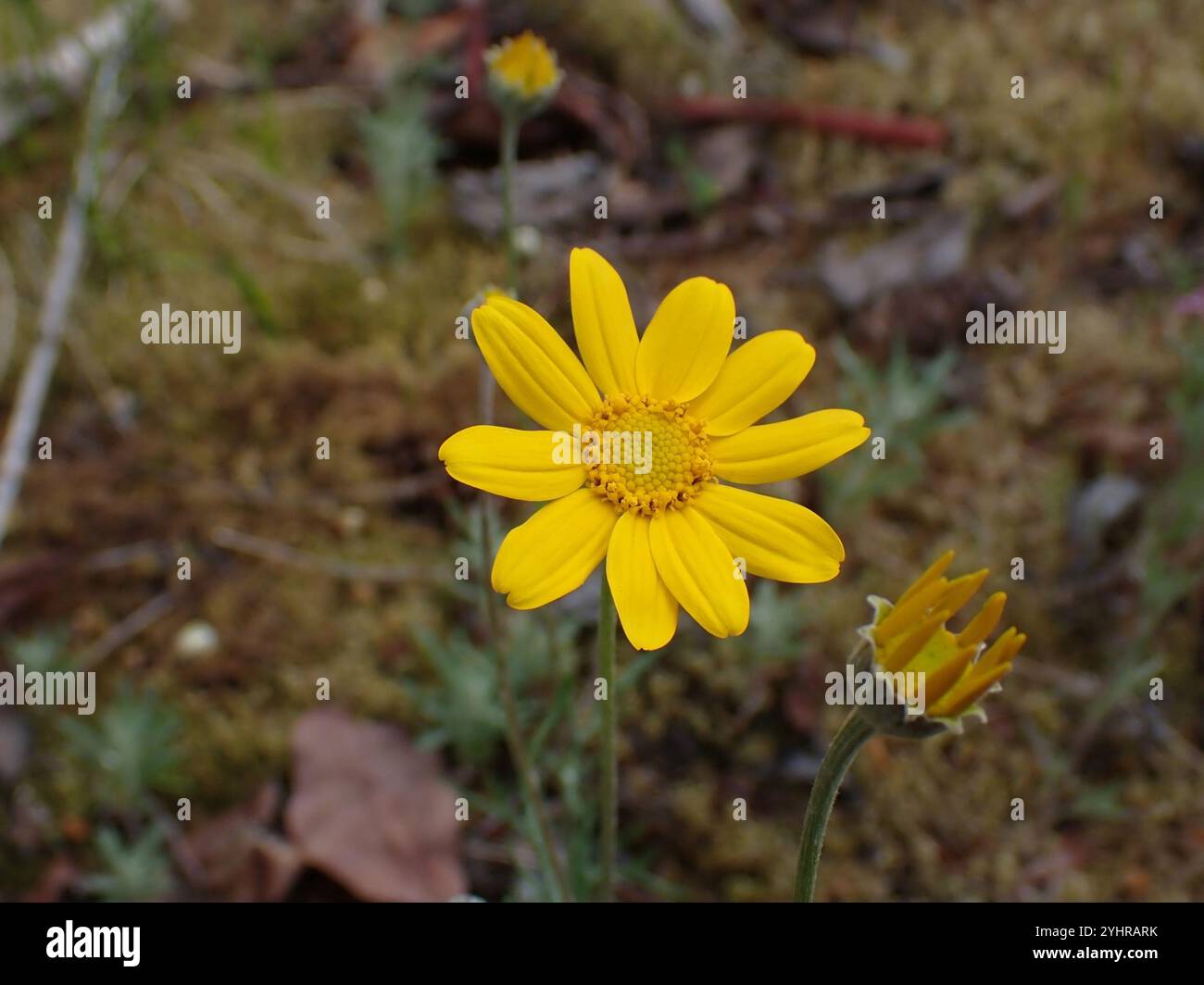 common woolly sunflower (Eriophyllum lanatum Stock Photo - Alamy