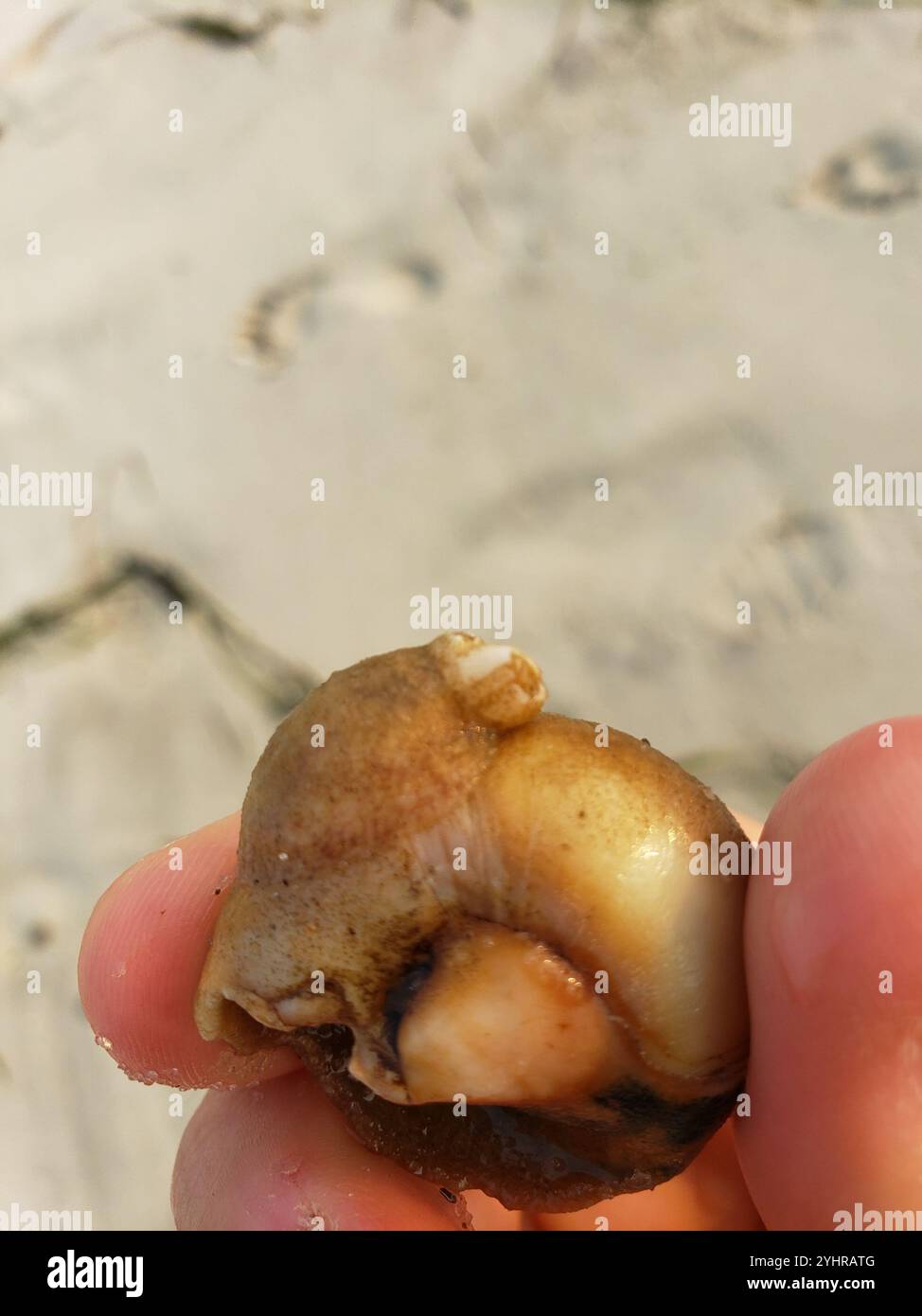 Common Atlantic Slippersnail (Crepidula fornicata Stock Photo - Alamy