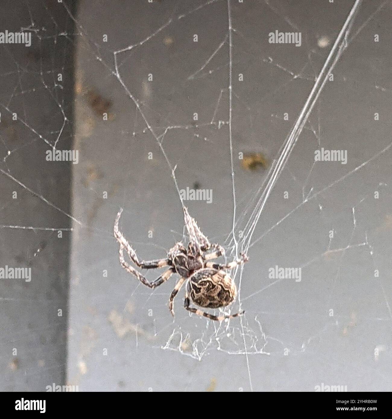 Grey Cross Spider (Larinioides sclopetarius Stock Photo - Alamy