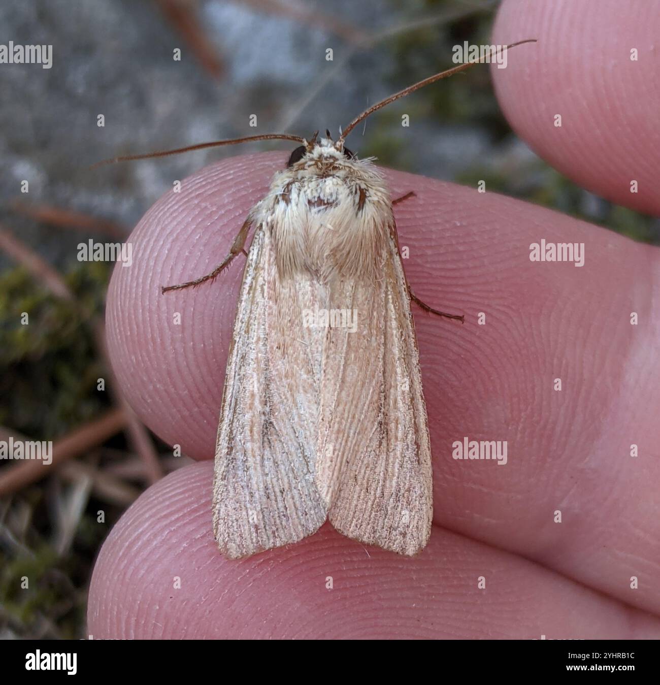 Wainscot Moths (Leucaniini Stock Photo - Alamy