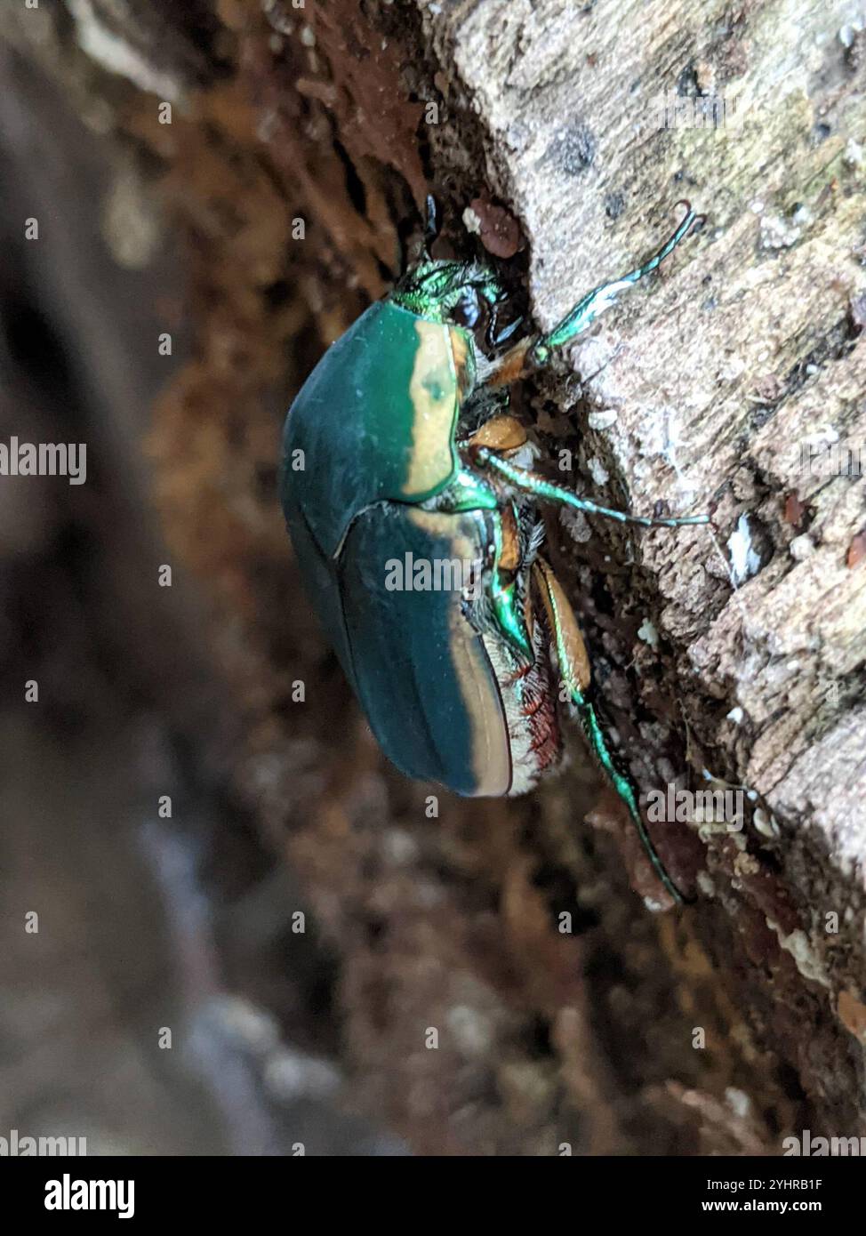 Common Green June Beetle (Cotinis nitida Stock Photo - Alamy
